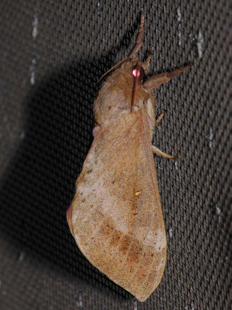 The Nature of Robertson: Swift Moths and a large grey and orange moth