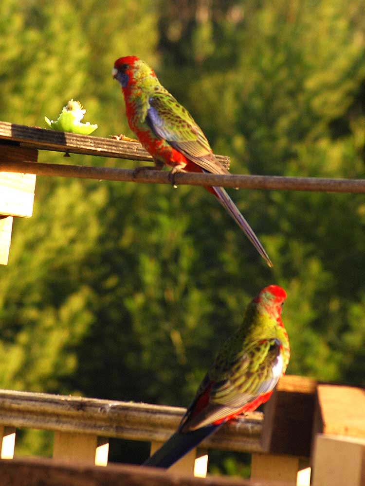 The Nature of Robertson: Less Common birds at the Feeder Table