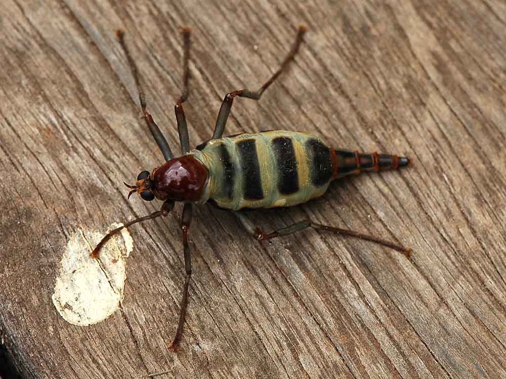 The Nature of Robertson: April 2010