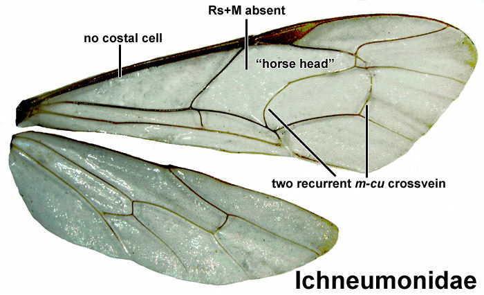 The Nature of Robertson: "Mosura" flew to my rescue