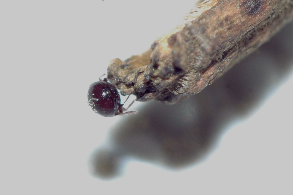 The Nature of Robertson: Minute Creatures (Mighty Mites)