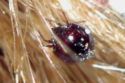 The Nature of Robertson: April 2010