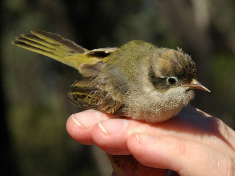 The Nature of Robertson: Birds of West Wyalong, NSW