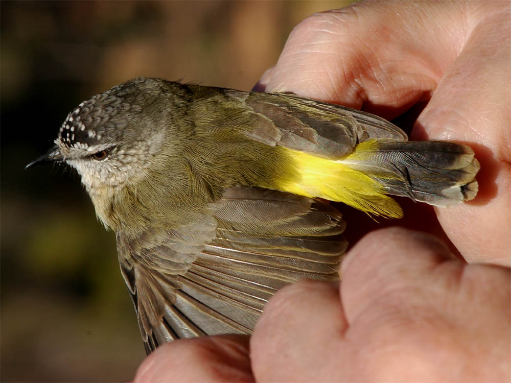 The Nature of Robertson: Birds of West Wyalong, NSW