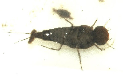 The Nature of Robertson: Stonefly larvae in pools on the sandstone.