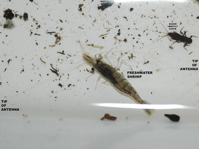 The Nature of Robertson: Water Bugs of the Washpool Creek, Booral