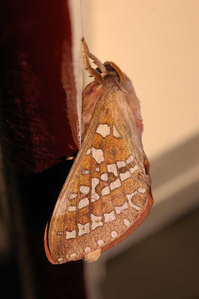 The Nature of Robertson: June 2010