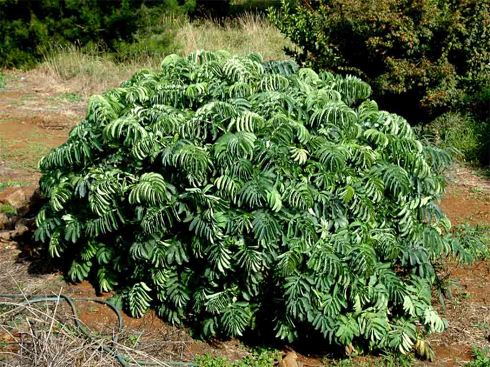 The Nature of Robertson: Honeyeaters love the "Honeyflower"