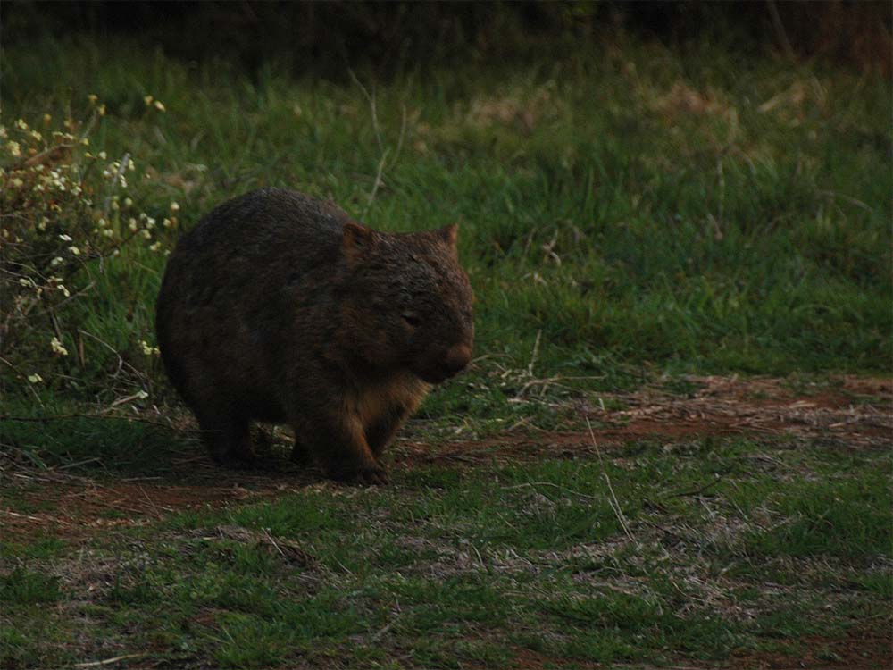 The Nature of Robertson: A Wombat in my late afternoon
