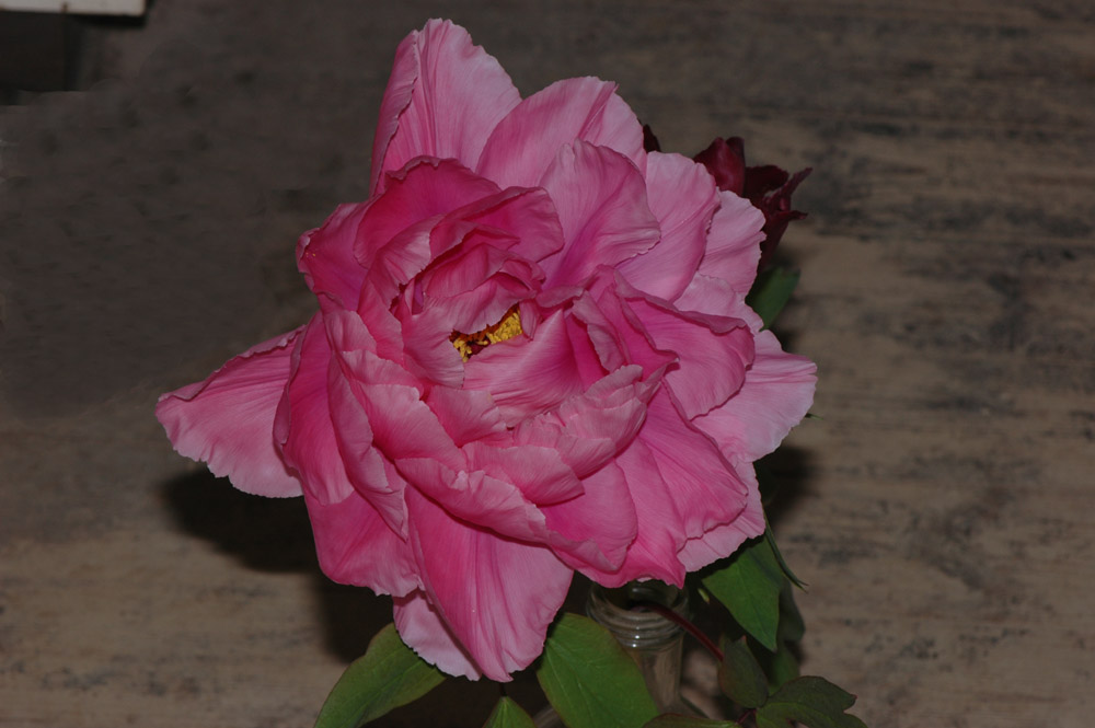 The Nature of Robertson: Japanese Tree Peonies