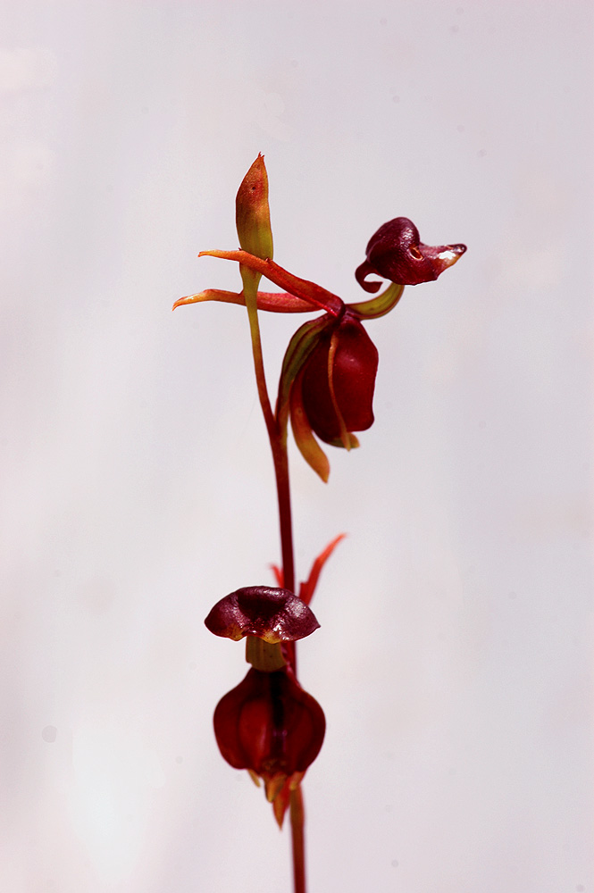 The Nature of Robertson: Small Flying Duck Orchid