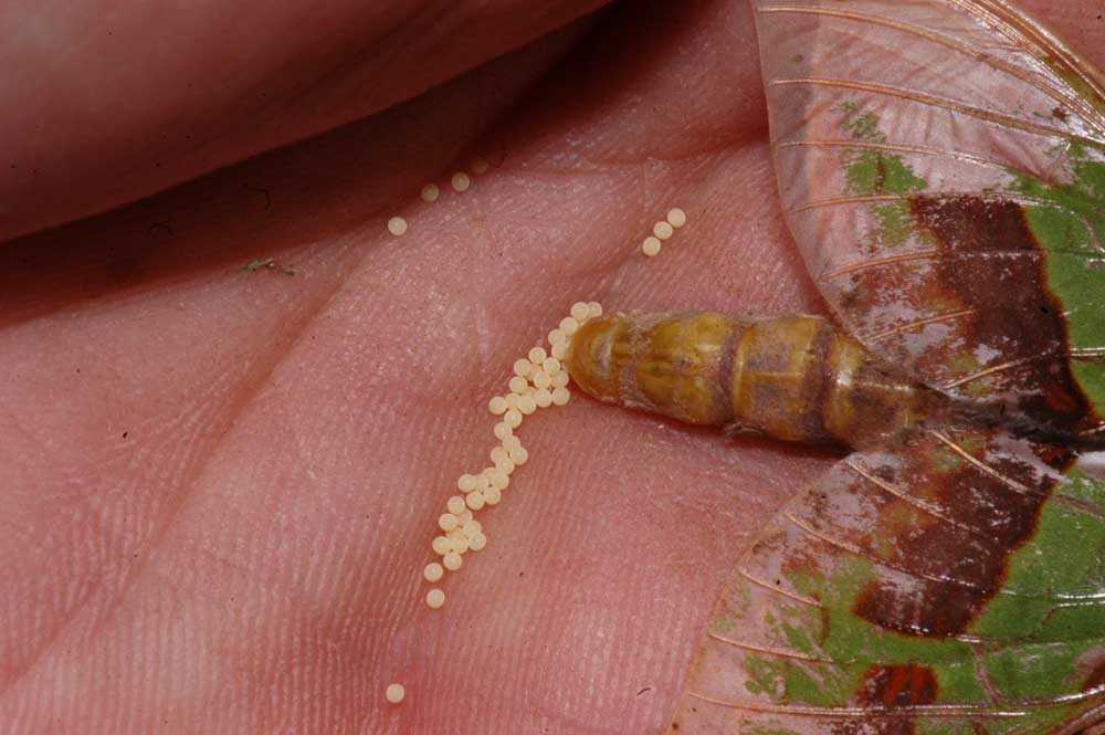 The Nature of Robertson: December 2010