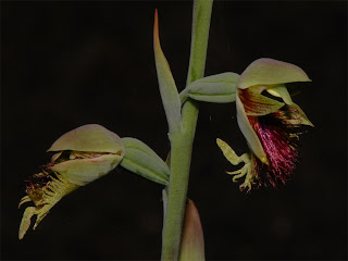 The Nature of Robertson: Christmas Image - Beard Orchid - Calochilus ...