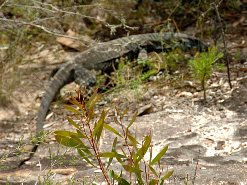 The Nature of Robertson: Goanna roaming on Tallowa Dam road.