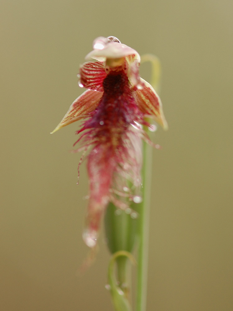 The Nature of Robertson: Yet another Beard Orchid - Calochilus gracillimus