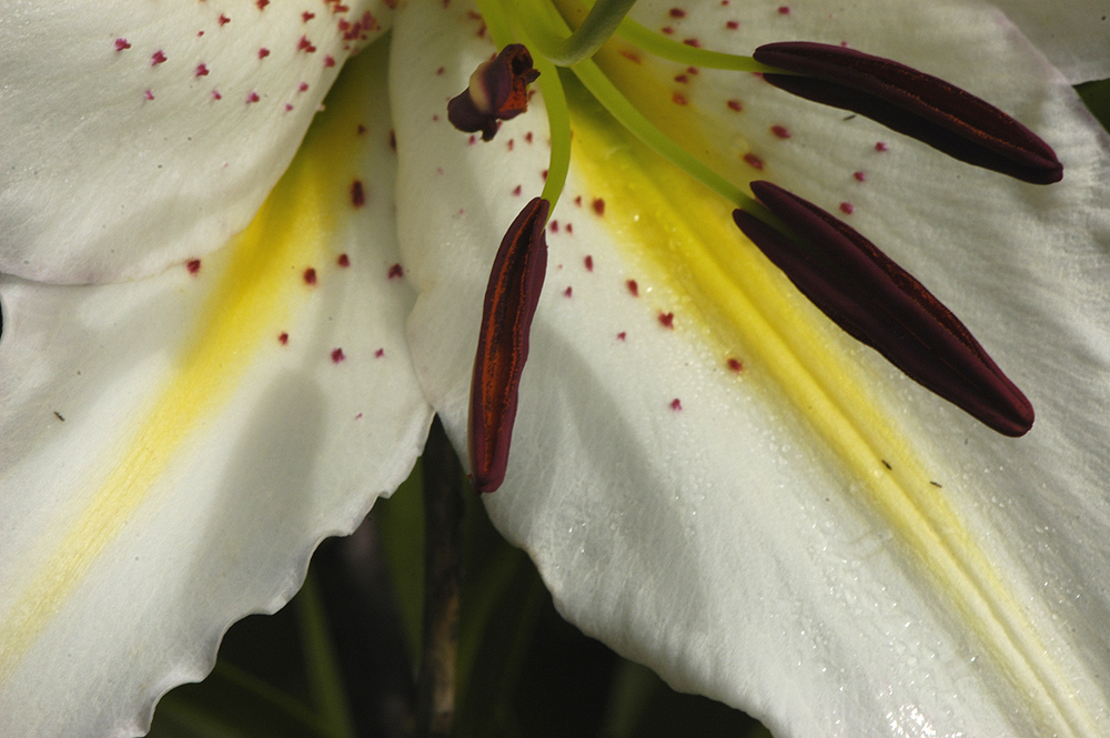 The Nature of Robertson: Golden Ray Lilies in their full splendour.
