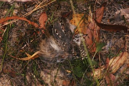 The Nature of Robertson: January 2011