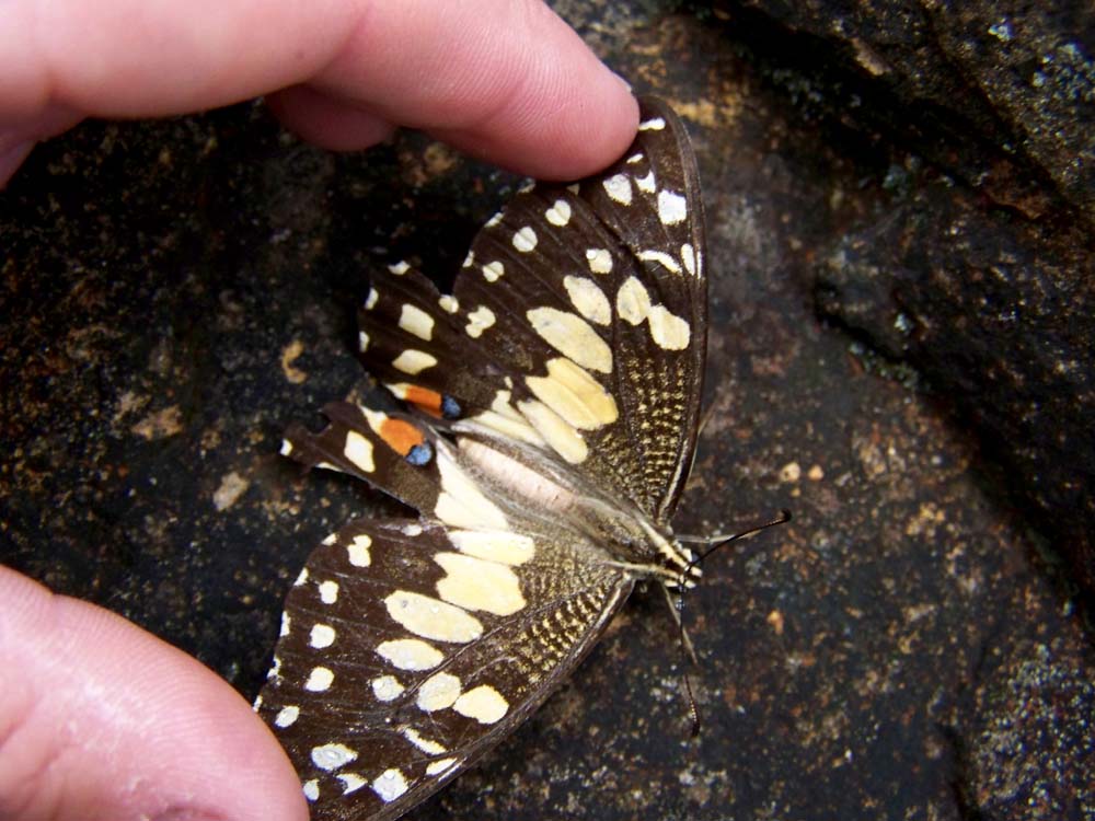 The Nature of Robertson: February 2011