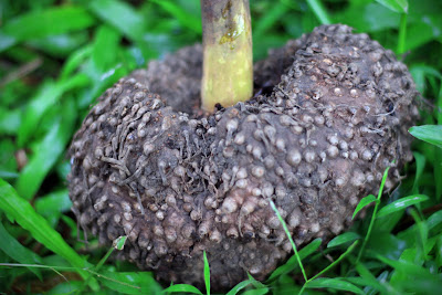 KING KONJAC: KONJAC ROOT