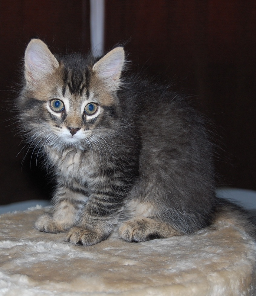 Alley Cats and Angels of NC: Meet the first set of prison kittens