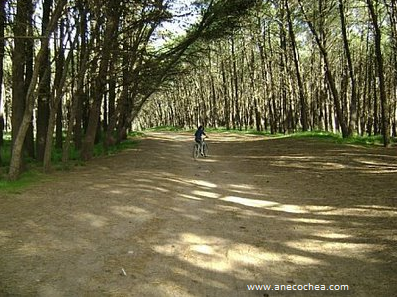 Parque Miguel Lillo en Necochea - 600 Hec. de Bosque