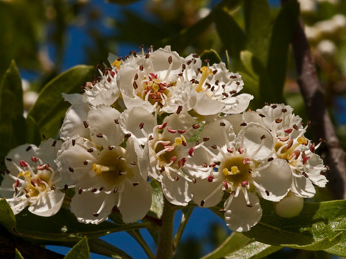 GATO55 BLOG: Crataegus azarolus. Acerolo