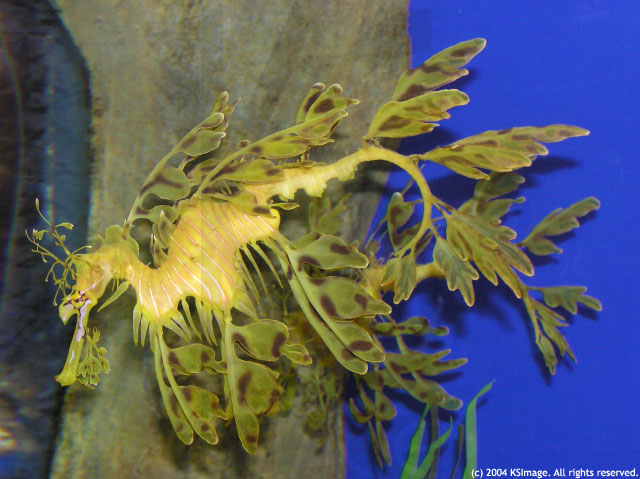 Krist's Photo Image Gallery: Weird Fish