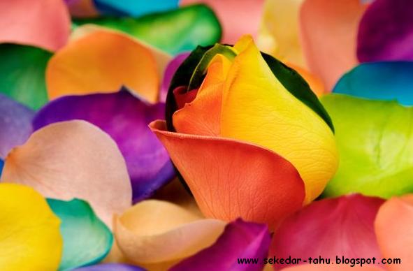 Bunga cantik dengan corak warna Pelangi | Sekedar Tahu