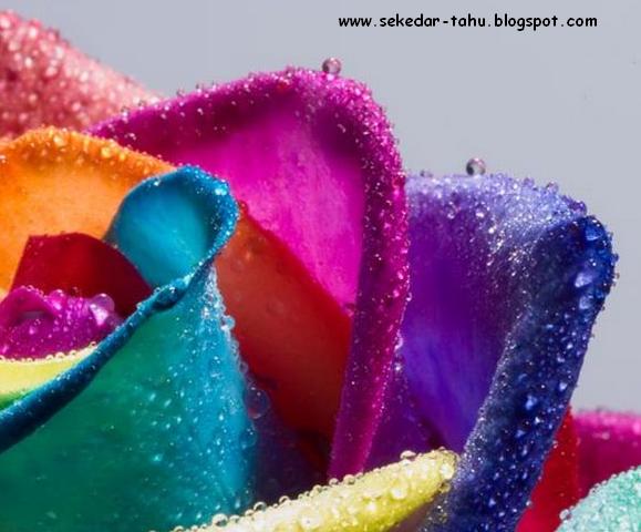 Bunga cantik dengan corak warna Pelangi | Sekedar Tahu