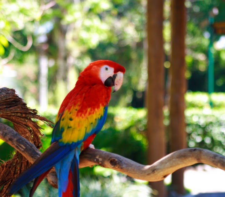 Las MejOores FOtOgrafiias de mi Vida: Guacamaya