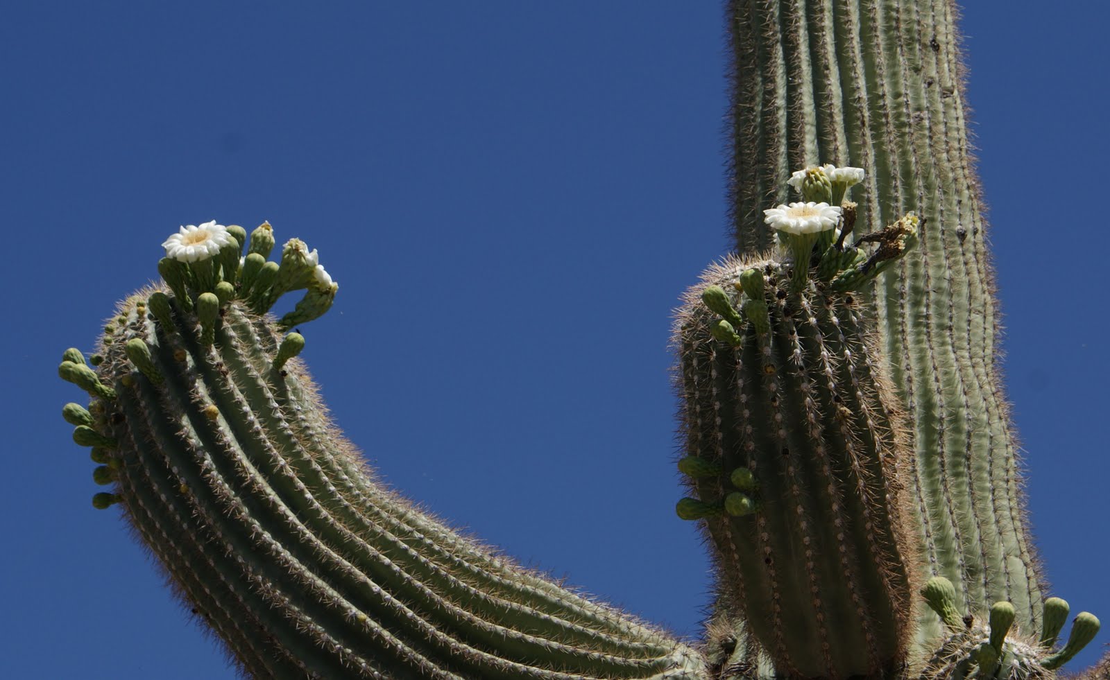 Phoenix Daily Photo: Saguaro with blooms