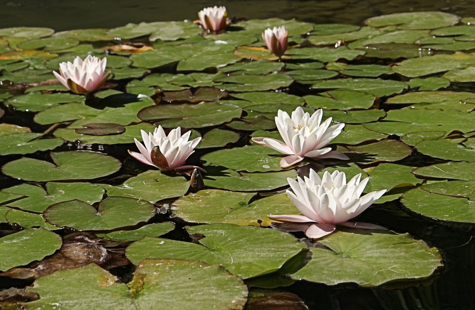 Phoenix Daily Photo: Water Lily: