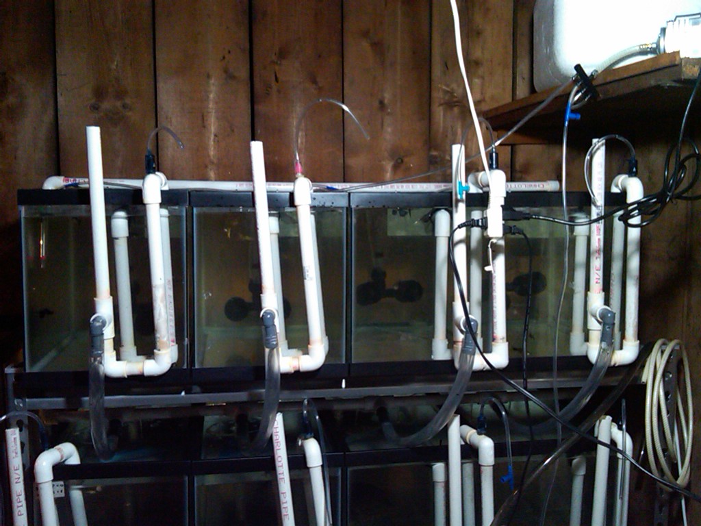 Jabra's Fancy Guppies: PVC Overflow System Test run on my fishroom