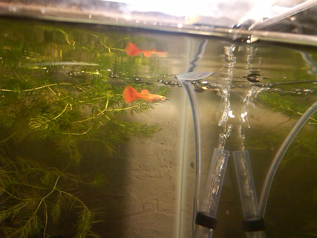 Jabra's Fancy Guppies: Stunning Guppies ... Newbie to my fish room