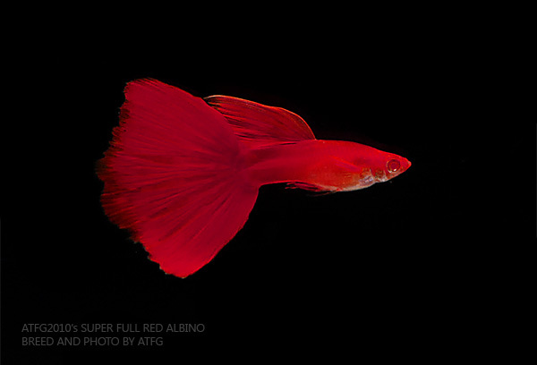 Jabra's Fancy Guppies: Updated Guppy Strains List