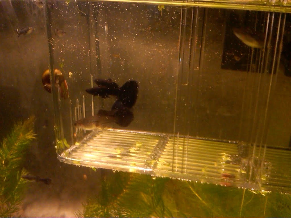 Jabra's Fancy Guppies: Updated Guppy Strains List