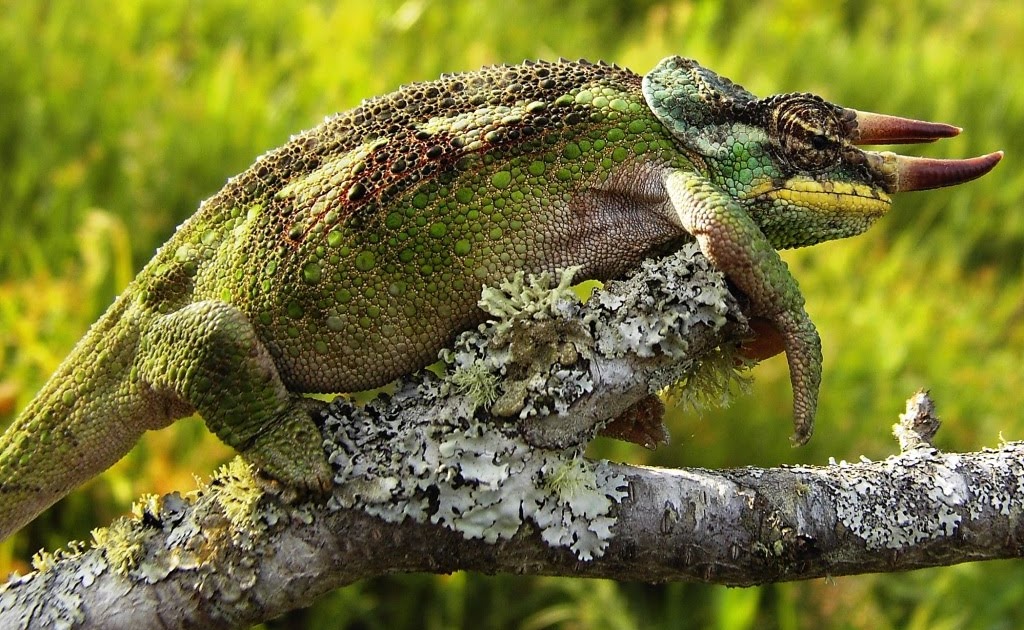 Tra le Nuvole e il Deserto: Chamaleon Safari