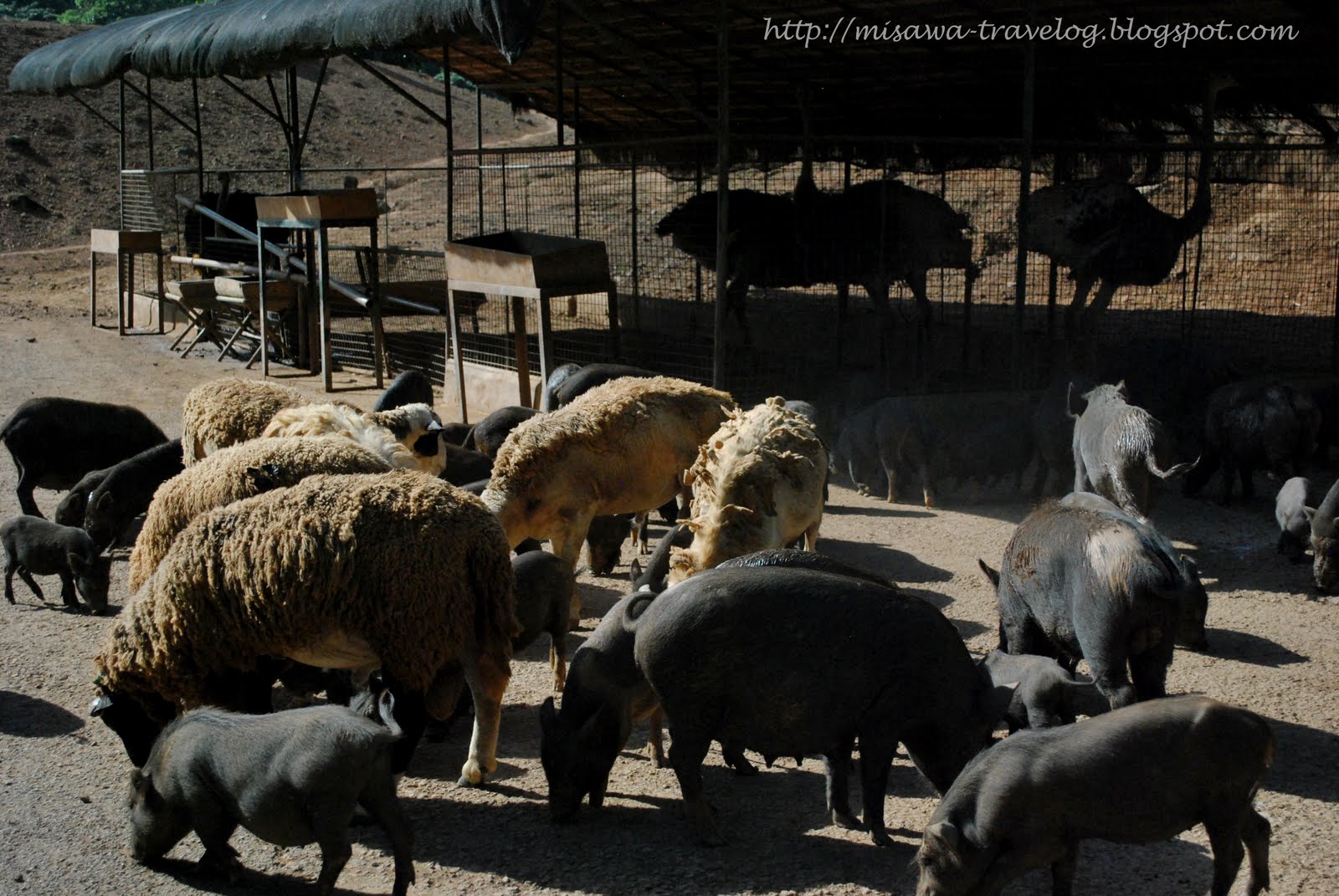 TRAVELOG: Zoobic Safari, Subic Philippines