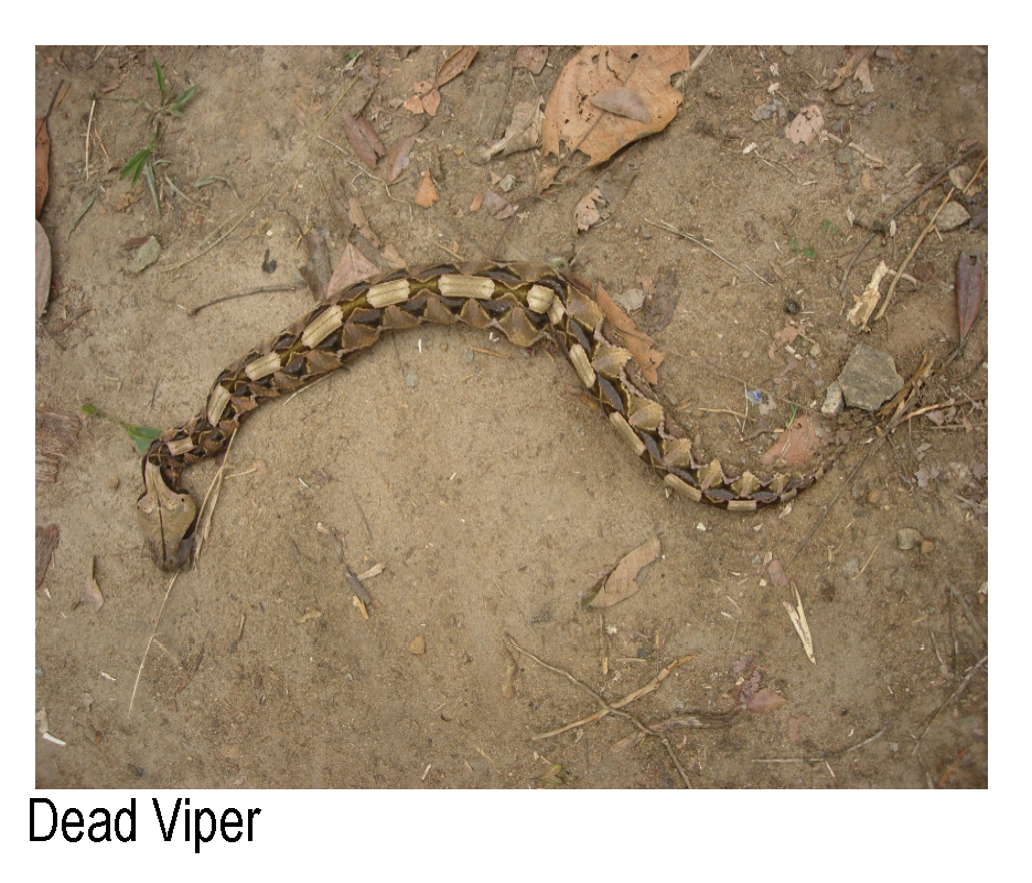 Construction in the Gola Rainforest: As we reach the end of the first ...