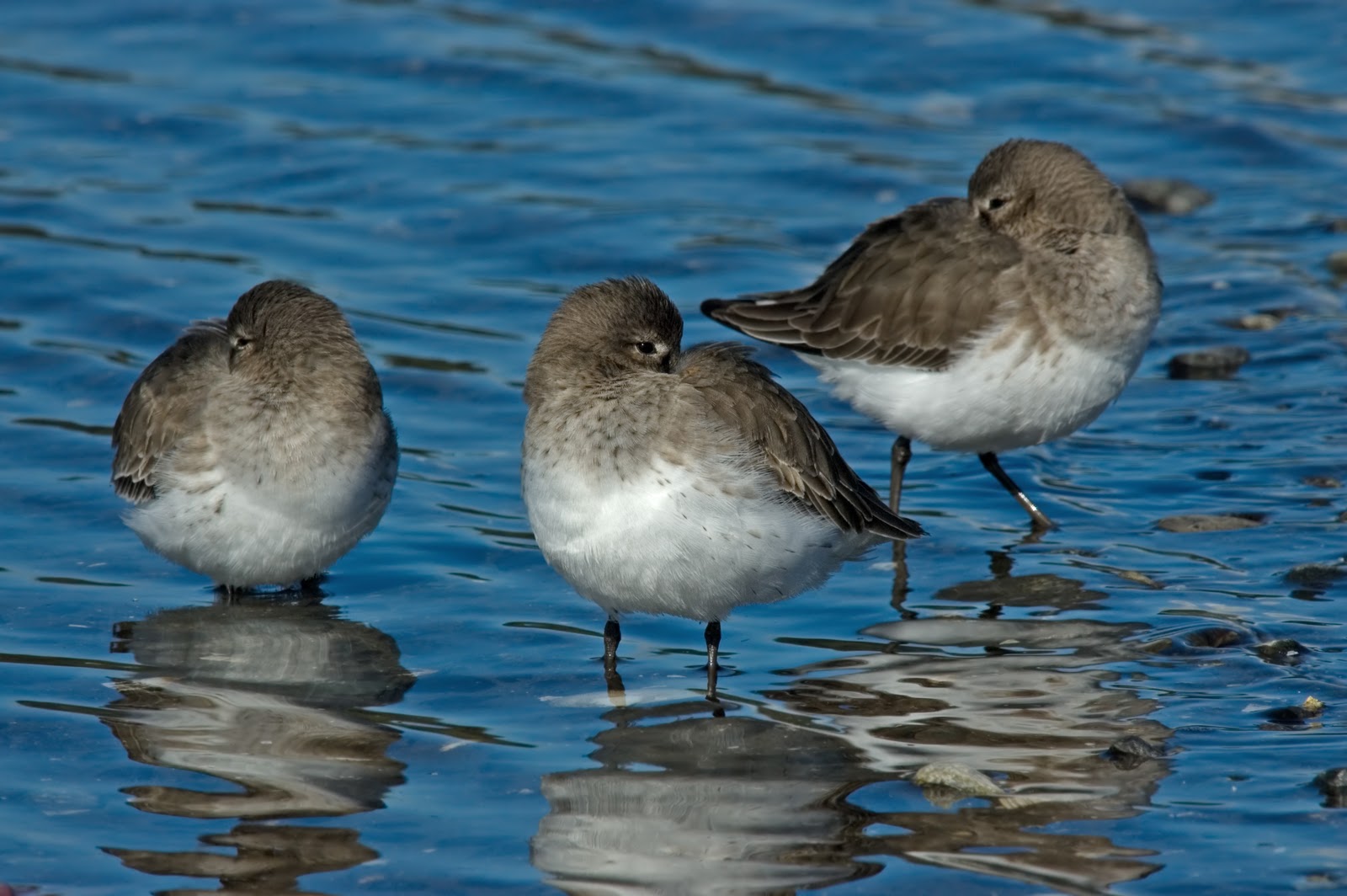 Birds Can Measure Progress Towards 2020 Biodiversity Target - Nature Canada