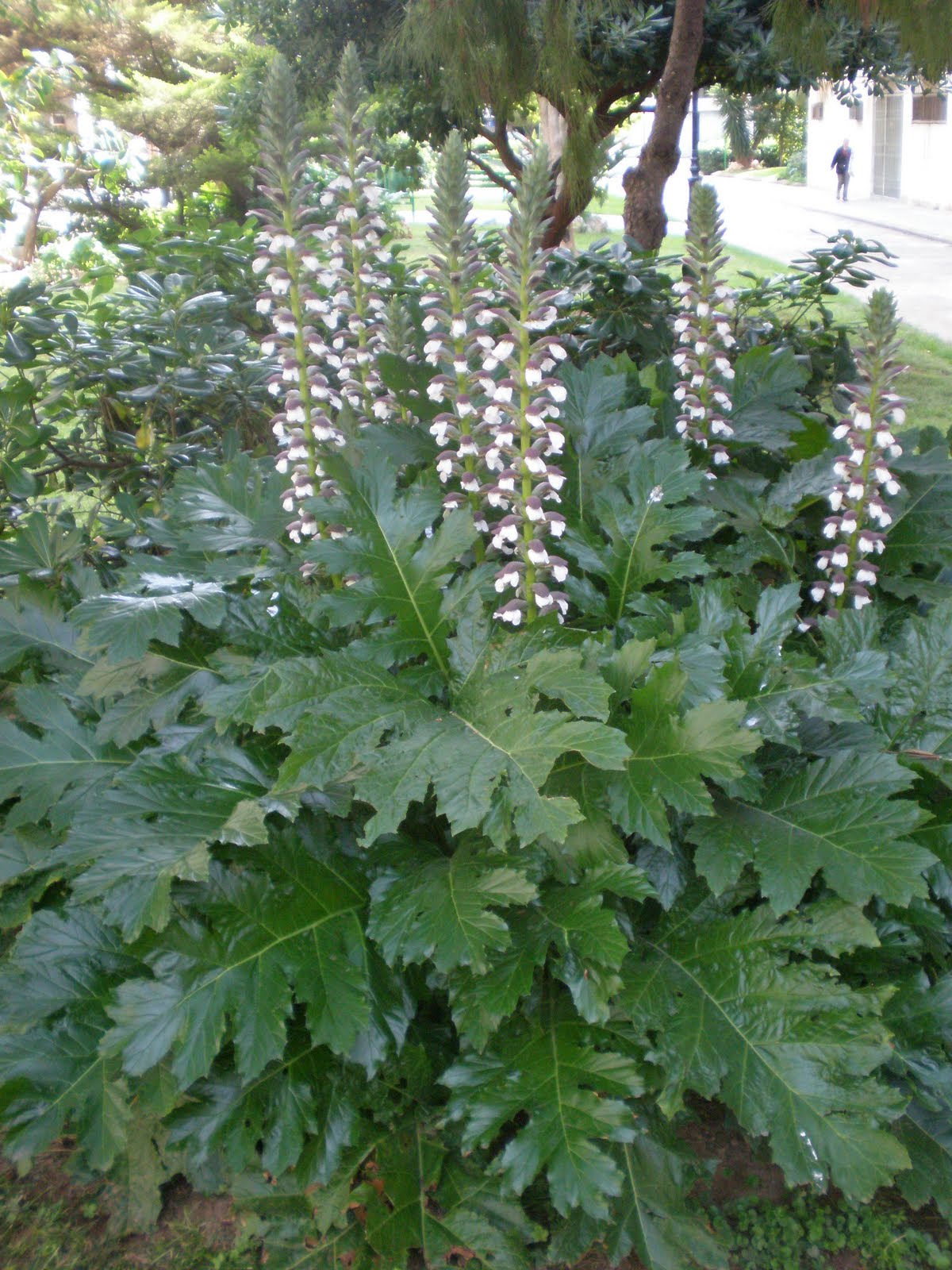 La lectora corrent: L'acant i l'arquitectura clàssica