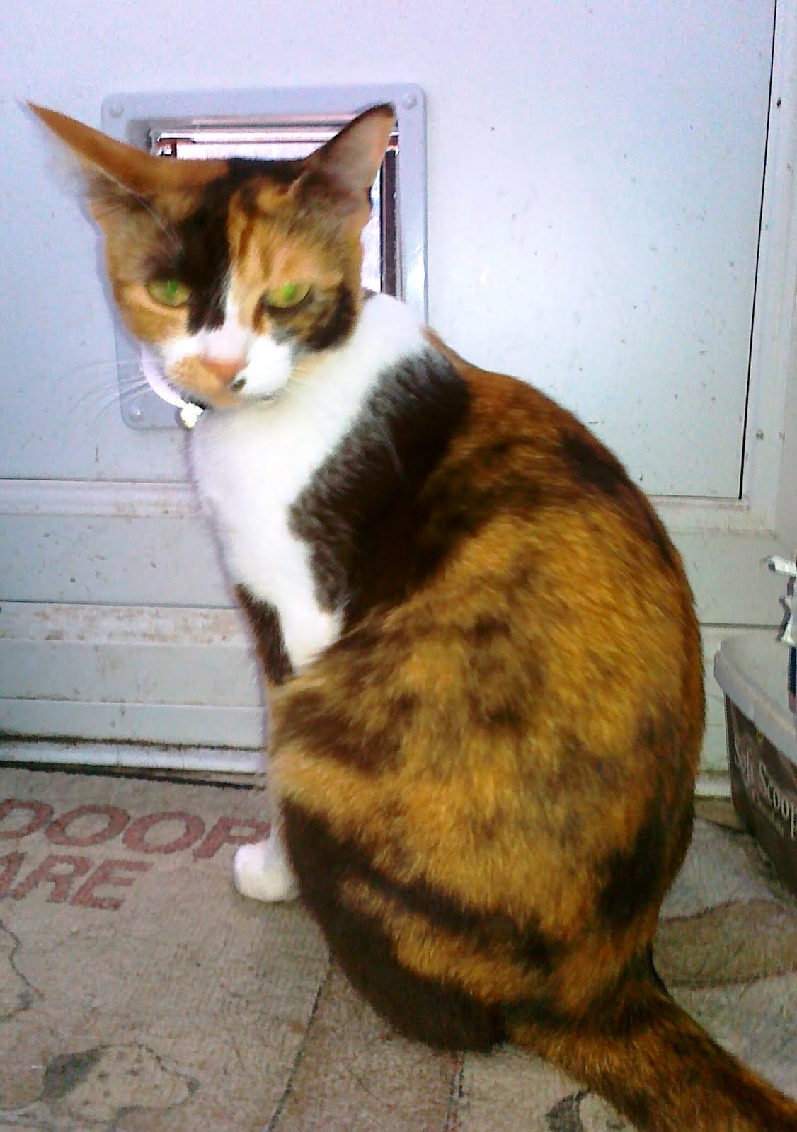 Follow Your Dreams: Mia - one very frustrated cat