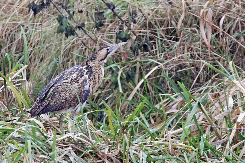 Paxton Pits Bird and Wildlife Sightings: January 2011