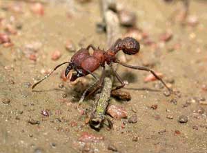 Tipos de pastos: Enfermedades plagas e insectos de las Plantas