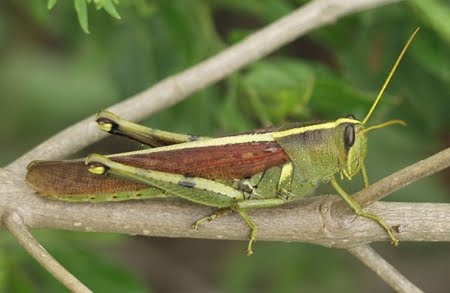 Chapulín o Grillos o chicharra : El Mundo y sus Plantas