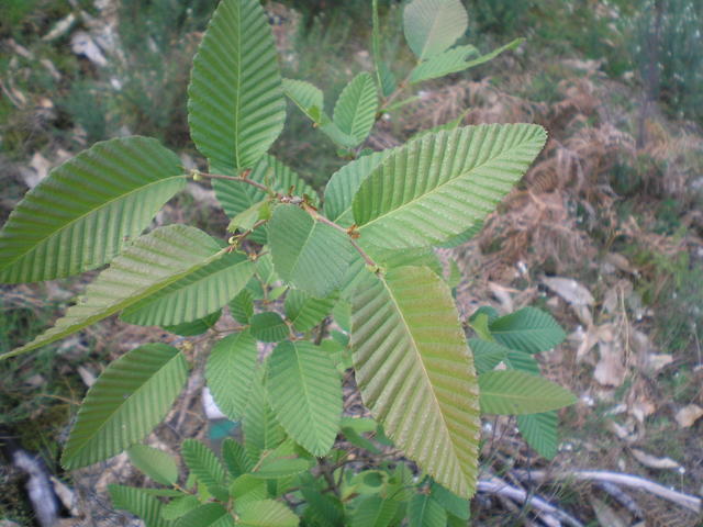 Nothofagus antartica , nombre común o vulgar Ñire, Ñirre (chile ) otros ...