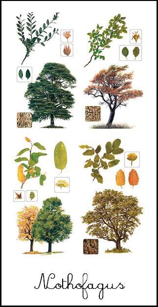 Nothofagus antartica , nombre común o vulgar Ñire, Ñirre (chile ) otros ...