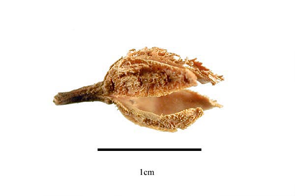 Nothofagus antartica , nombre común o vulgar Ñire, Ñirre (chile ) otros ...