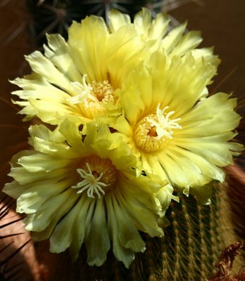 Notocactus ottonis , nombre común o vulgar Notocactus : El Mundo y sus ...