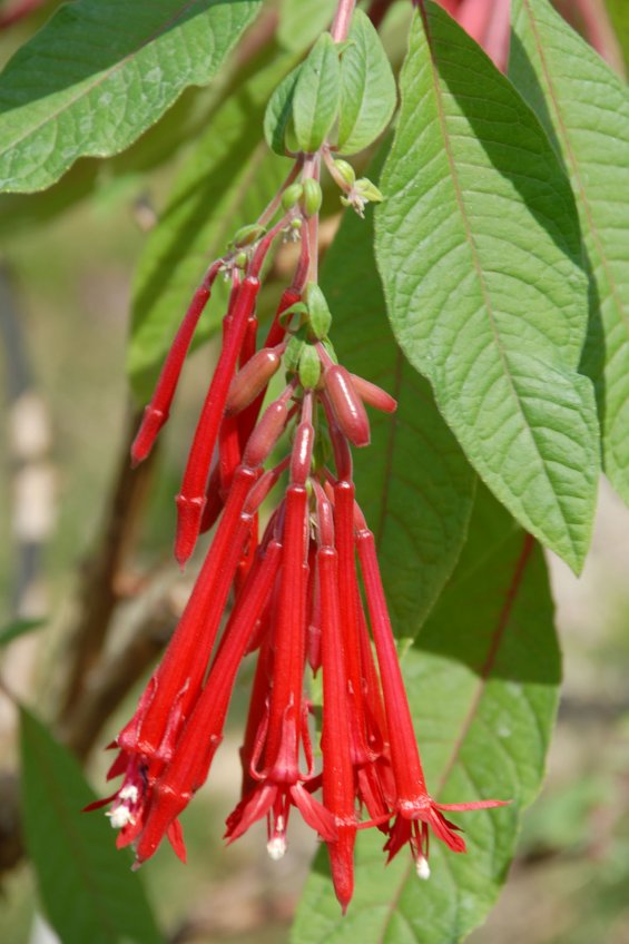 Fuchsia , nombre común o vulgar Fucsia; Aljaba; Aljava; Flor de arete ...